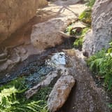 Moses Spring and Rim Trail Loop, California - 3,052 Reviews, Map ...