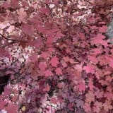 Bear Wallow Spring, Arizona - 391 Reviews, Map | AllTrails