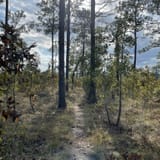 Torreya Trail, Florida - 438 Reviews, Map | AllTrails