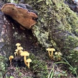 Indian Beach Trail via Ecola State Park, Oregon - 3,213 Reviews, Map ...