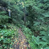 Doerner Fir Trail, Oregon - 29 Reviews, Map | AllTrails
