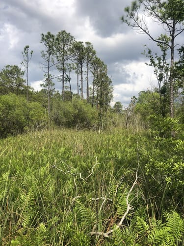 Best 10 Trails in Brahan Spring Park | AllTrails